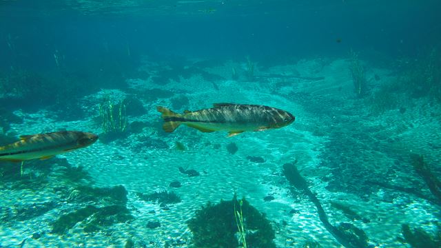 Snorkel Fish Rivers