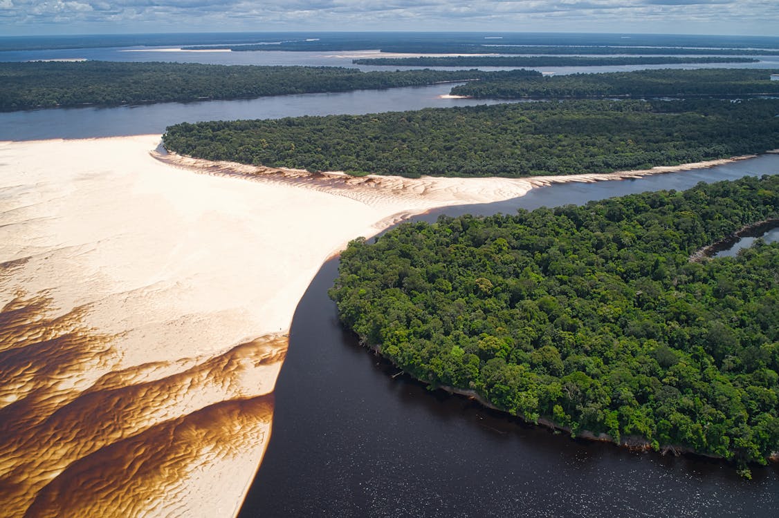 Fauna del Amazonas: cómo avistar pirañas y caimanes en el río