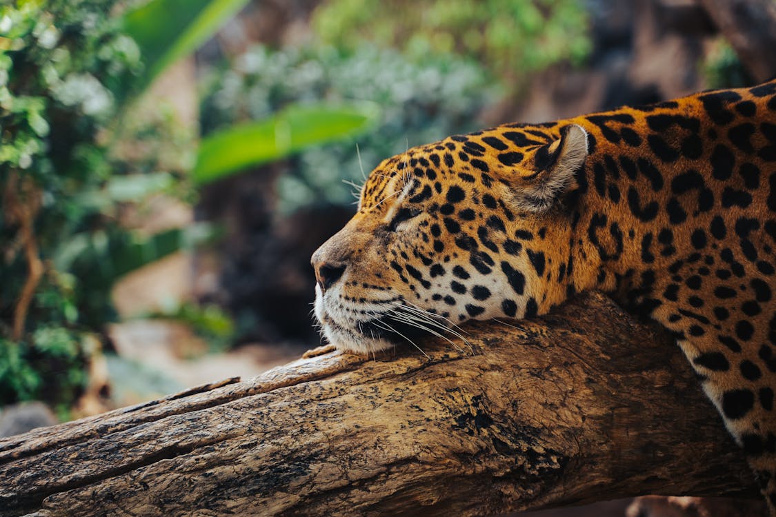 Dormir en el Amazonas: qué esperar de una experiencia en la selva