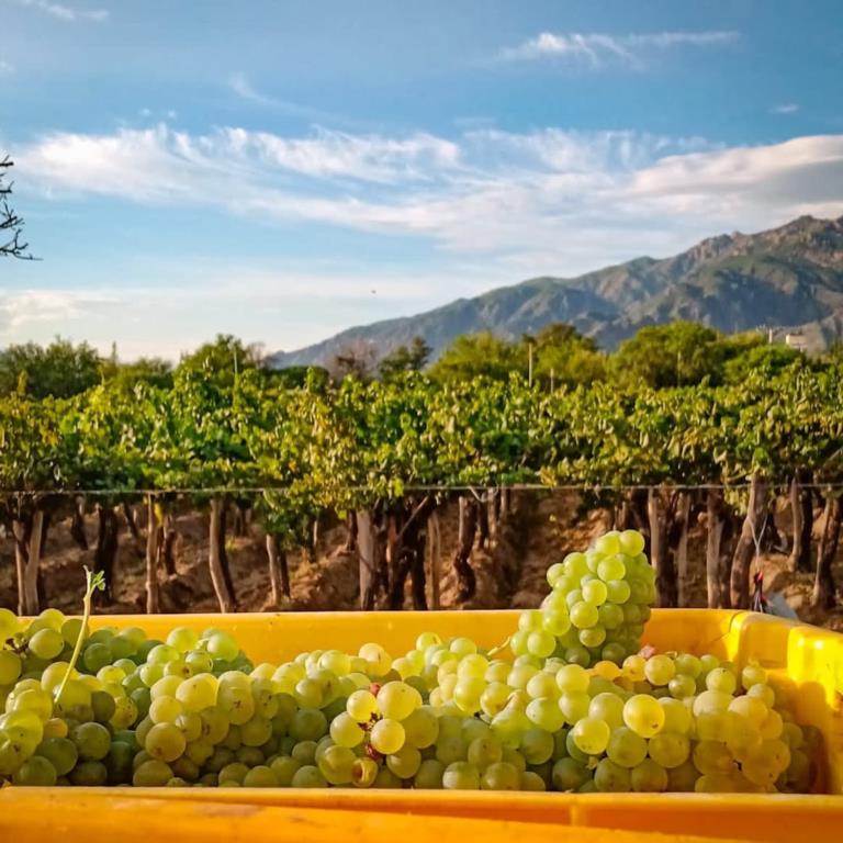 Bodegas en Cafayate: cuáles visitar y cómo hacer la ruta del vino