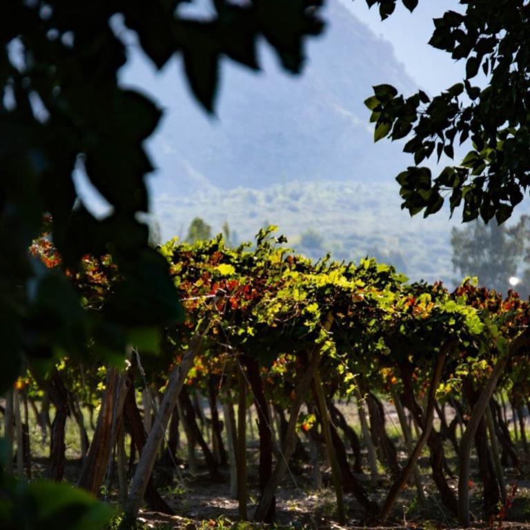 Bodegas en Cafayate: cuáles visitar y cómo hacer la ruta del vino